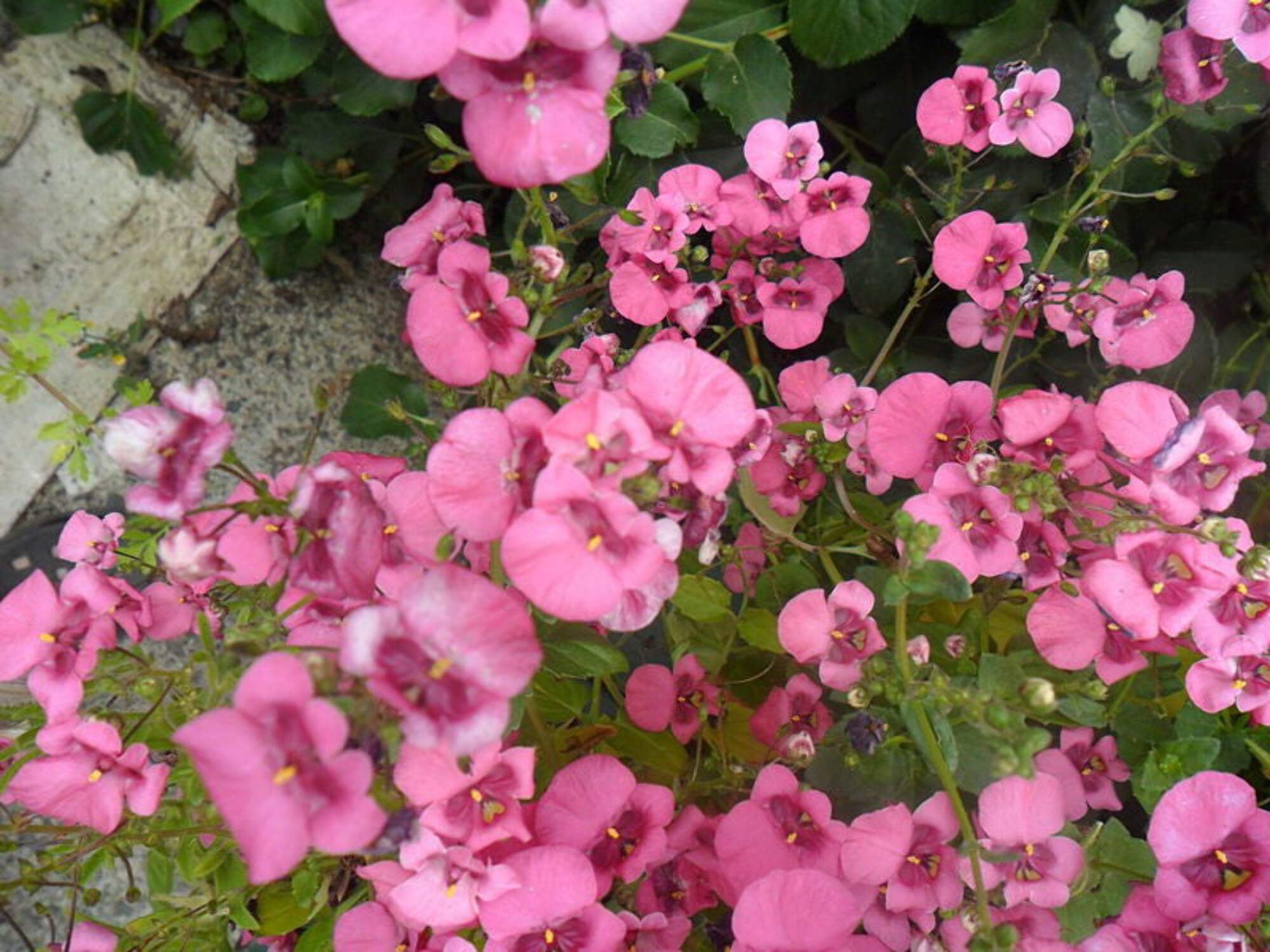 100 PINK QUEEN TWINSPUR Diascia Barberae Flower Seeds Evergreen ...
