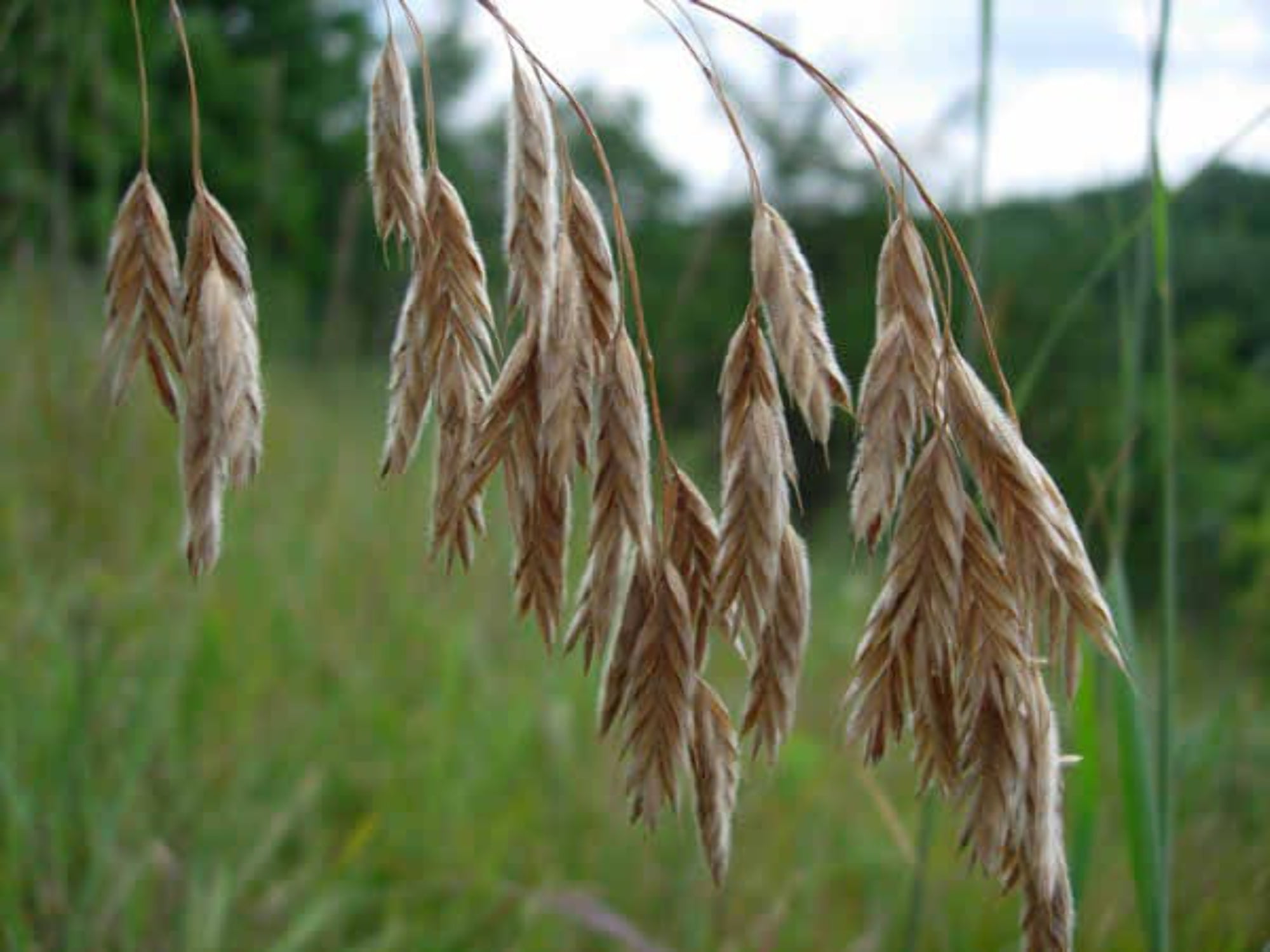 100 PRAIRIE BROME Arctic Brome Ornamental Grass Bromus Kalmii Seeds ...