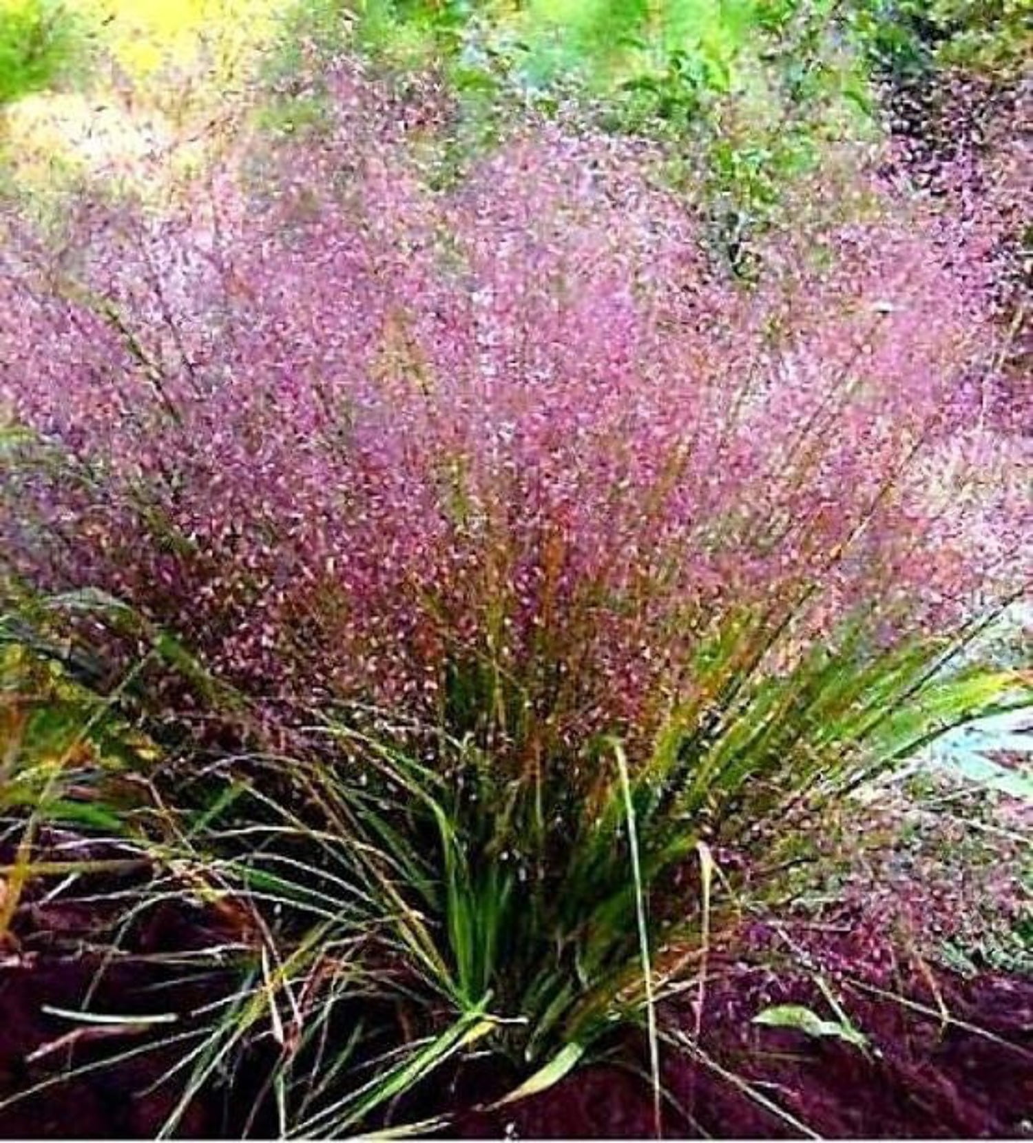 Seedville 100 Purple Love Grass Plant Seeds, Drought Tolerant - Walmart.com