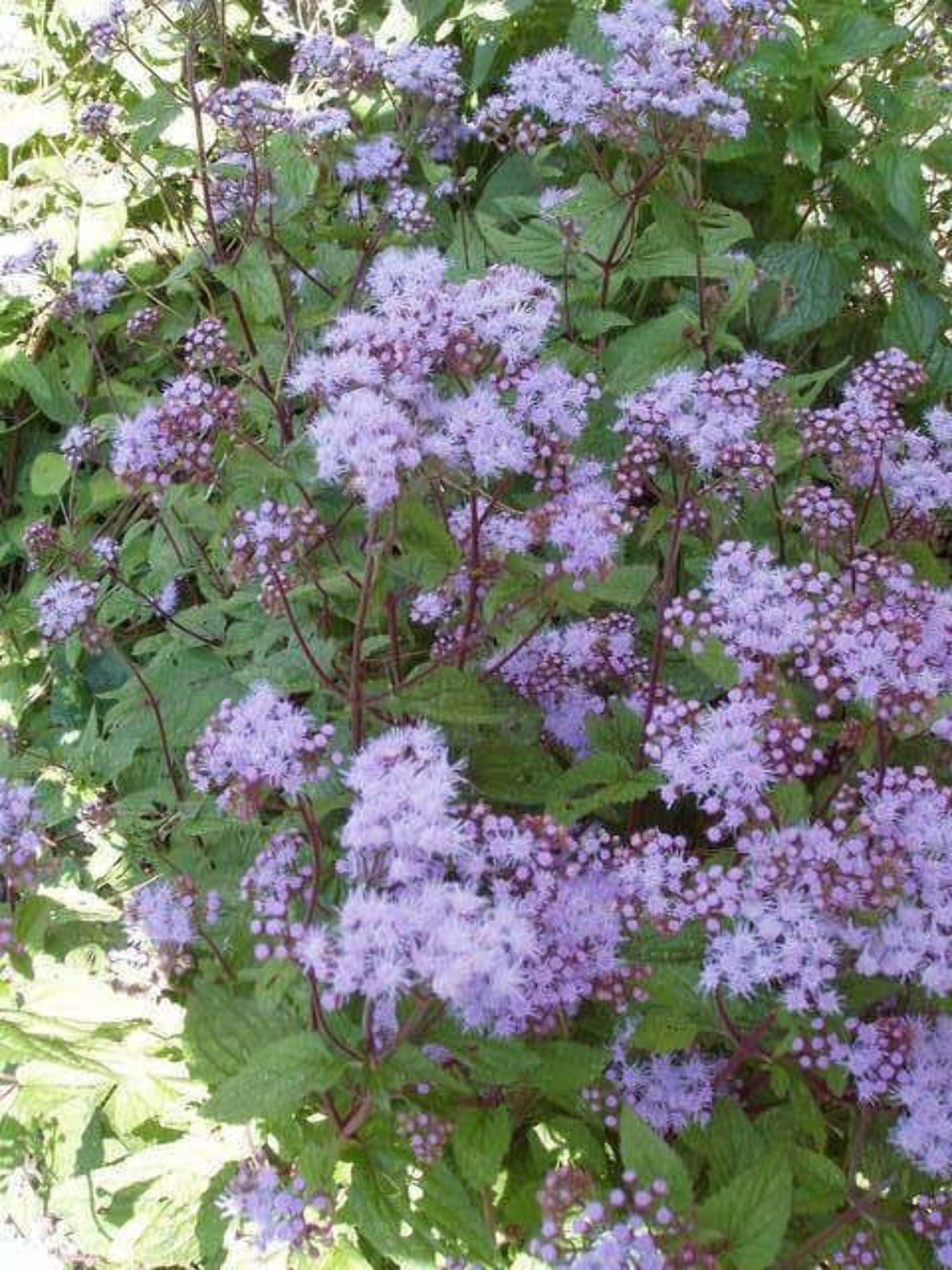 100 PURPLE MISTFLOWER (Hardy or Wild Ageratum) Eupatorium Coelestinum ...