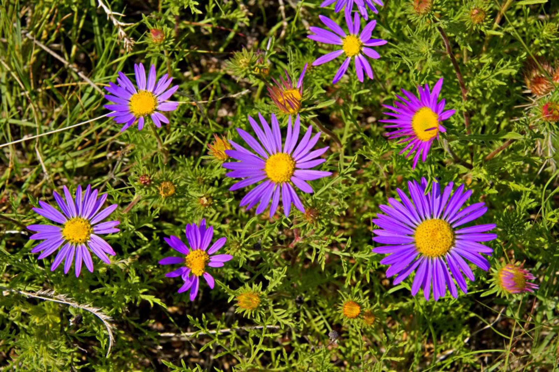 100 PURPLE Smooth Violet PRAIRIE ASTER Aster Tanacetifolia Flower Seeds ...
