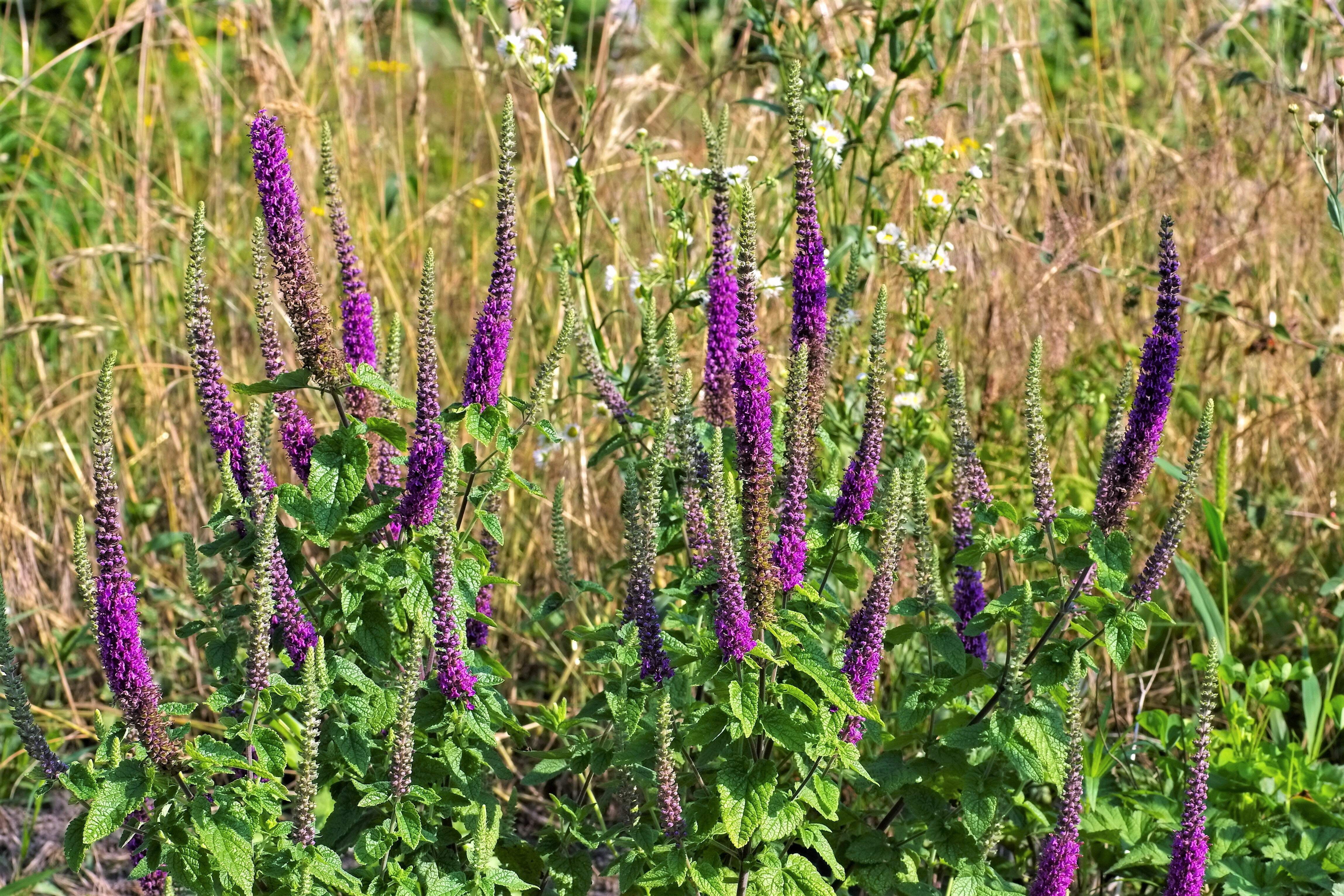 100 PURPLE TAILS WOOD SAGE Teucrium Hyrcanicum Caucasian Germander Herb ...
