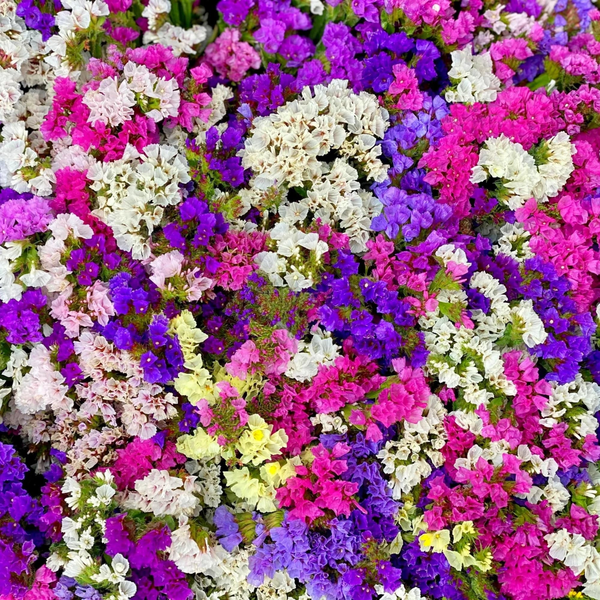 100 Pacific Apricot Statice Flower Seeds MVR1 Annual Limonium Apricot ...