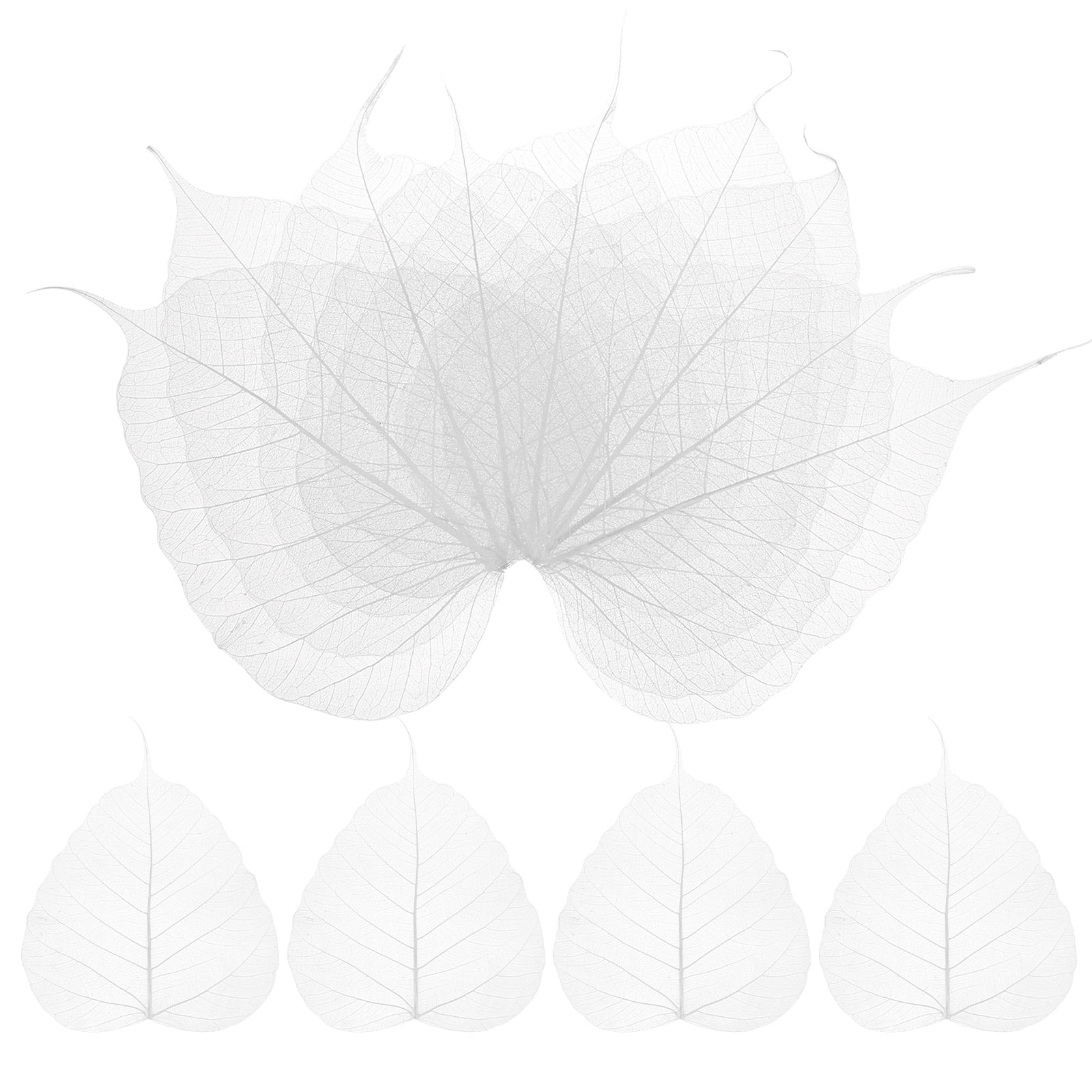 100-Pack Skeleton Leaves, Natural Dried Pressed Bodhi Skeleton Leaves ...