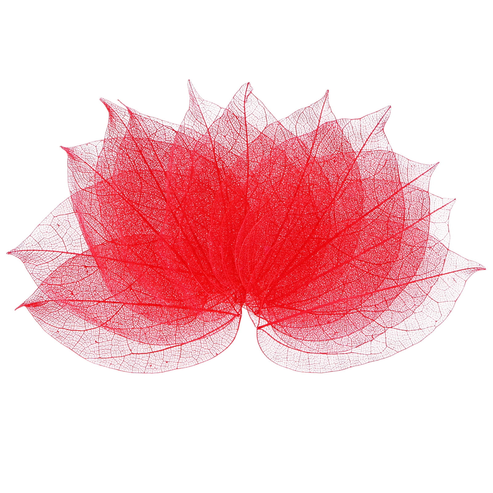 100-Pack Skeleton Leaves, Natural Rubber Tree Dried Pressed Leaves Vein ...