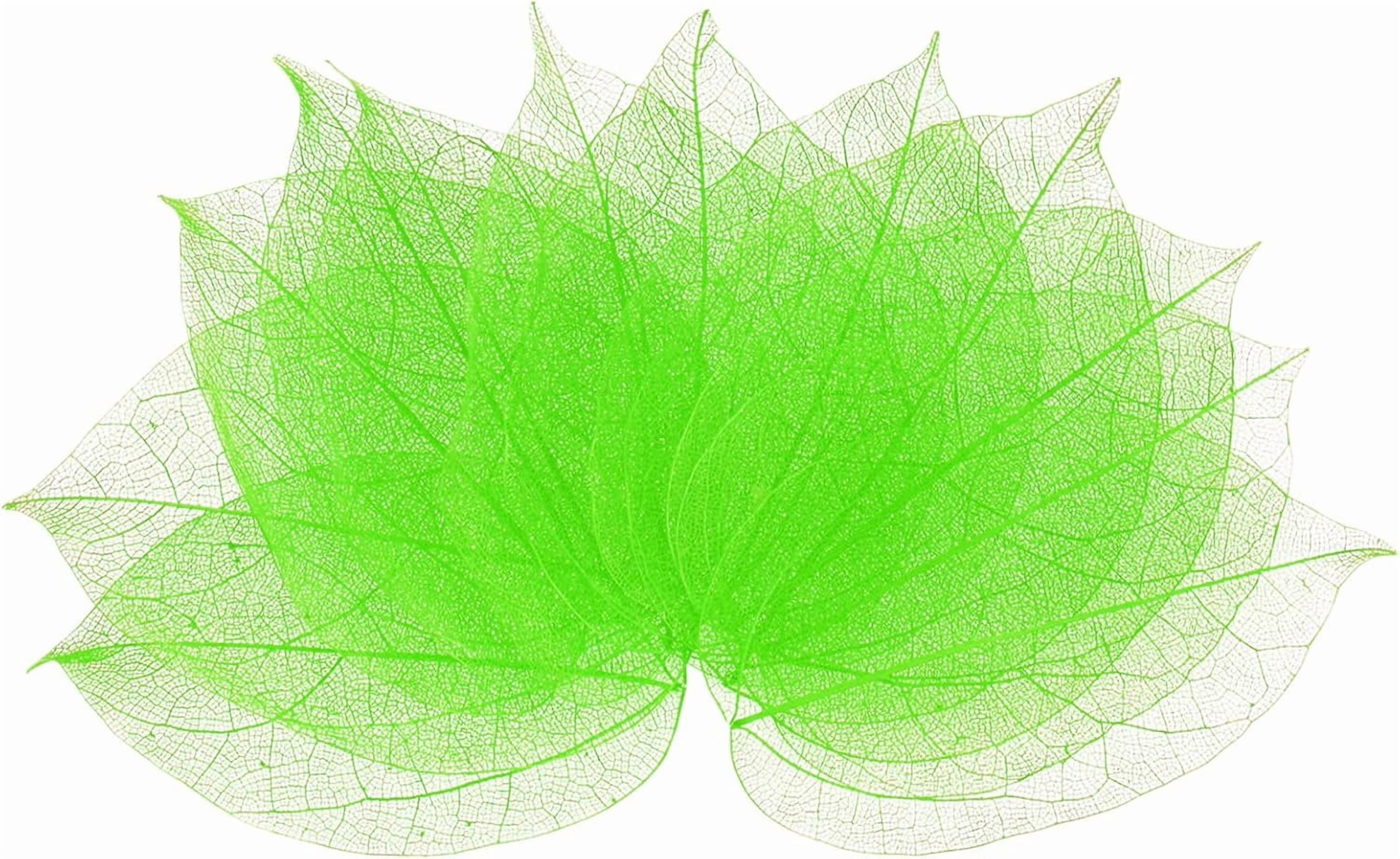 100-Pack Skeleton Leaves, Natural Rubber Tree Dried Pressed Leaves Vein ...