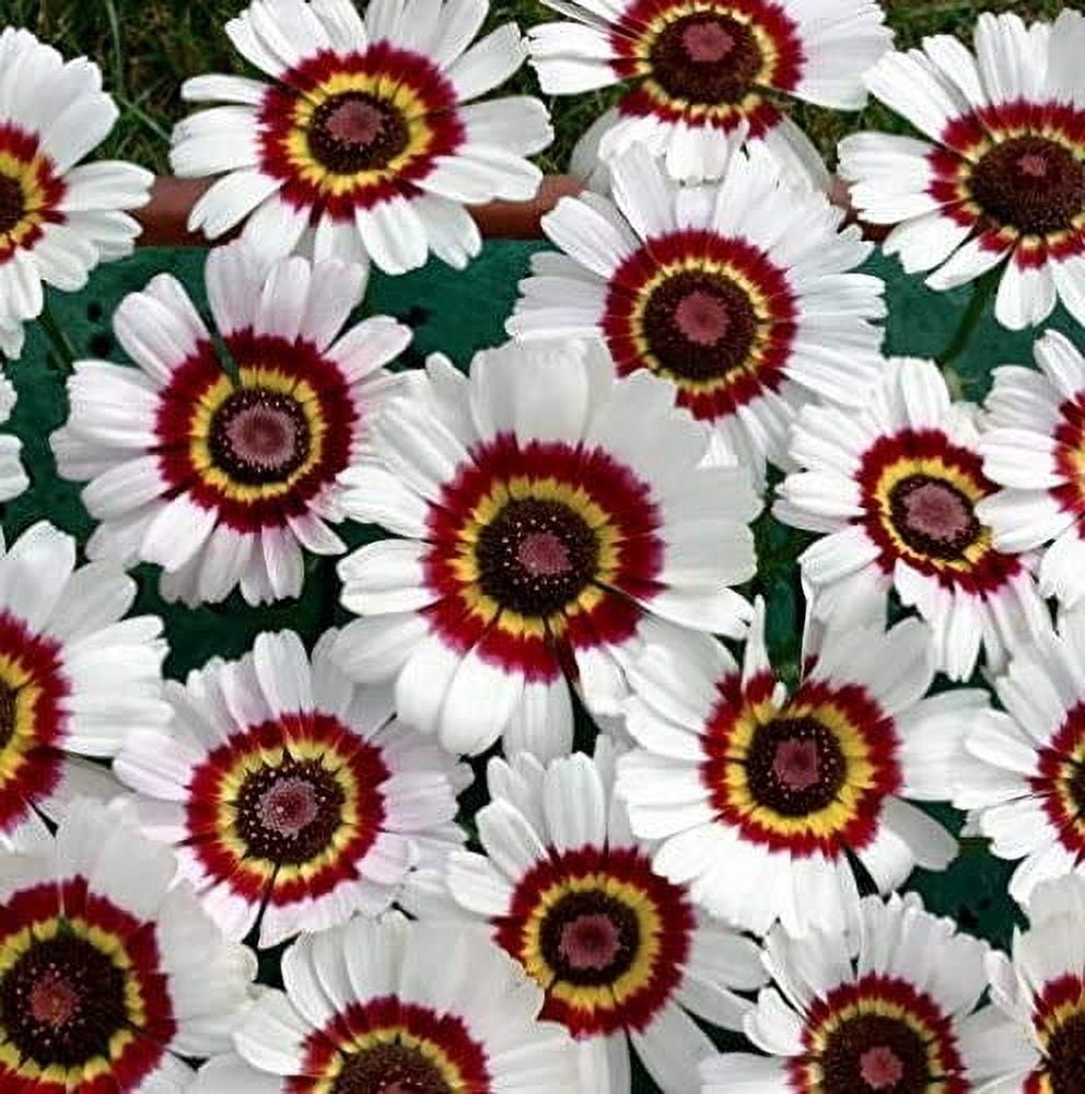 100+ Painted Daisy Flower Seeds Mix - Made in USA, Ships from Iowa ...