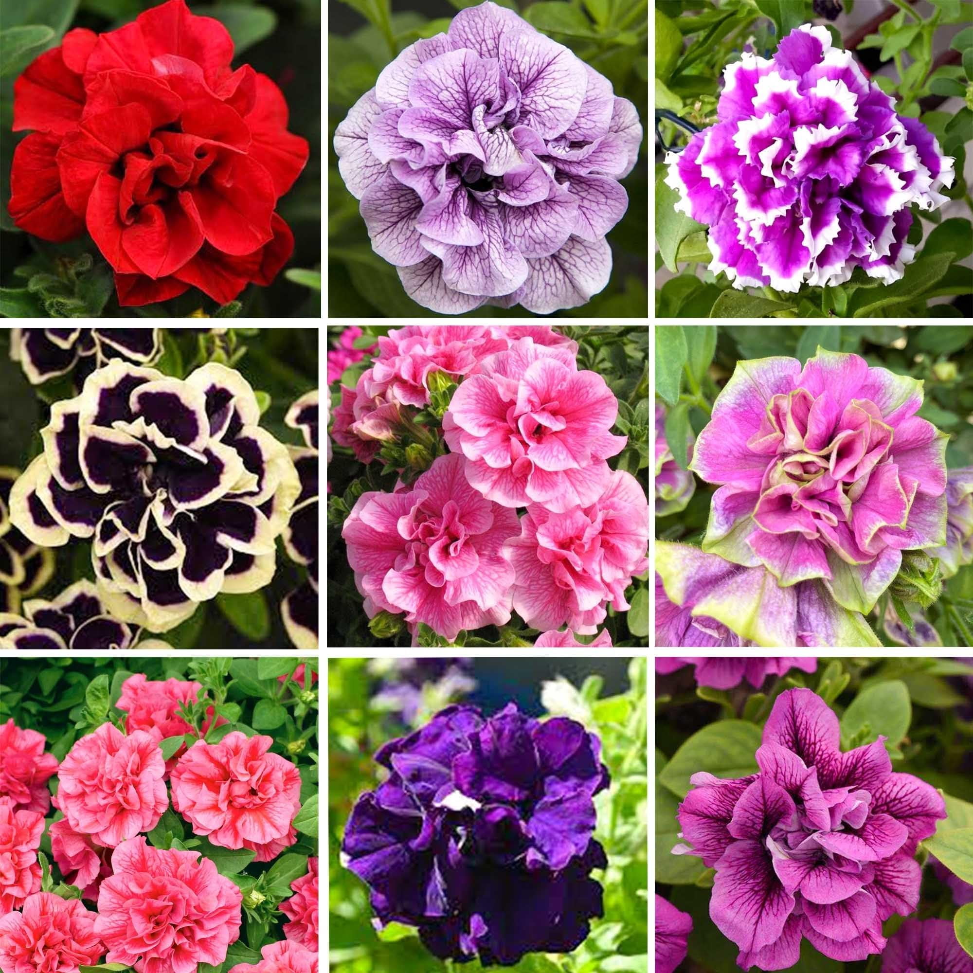 300+ Double Petunia FEV6 Seeds for Planting Dwarf Wave Petunia Flower ...