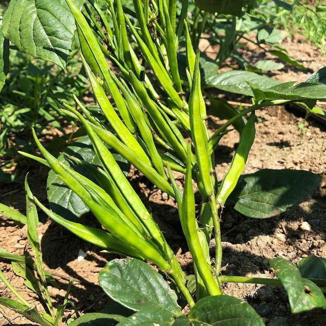 100+ Pcs IndianUMRT Cluster Bean Seeds, Non-GMO Vegetable Seeds for ...