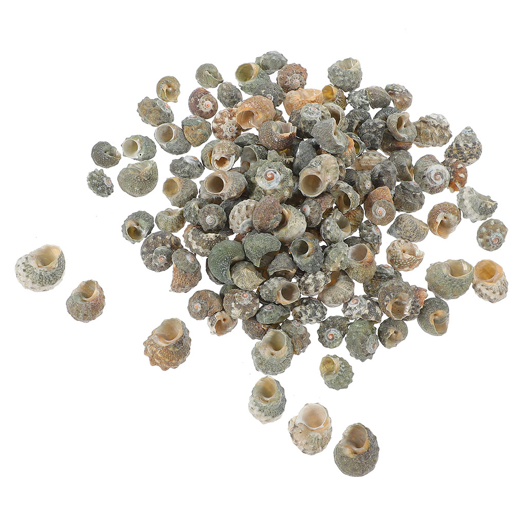 100 Pcs Natural Conch Ornament Exquisite Conch Decor Water Fountain ...