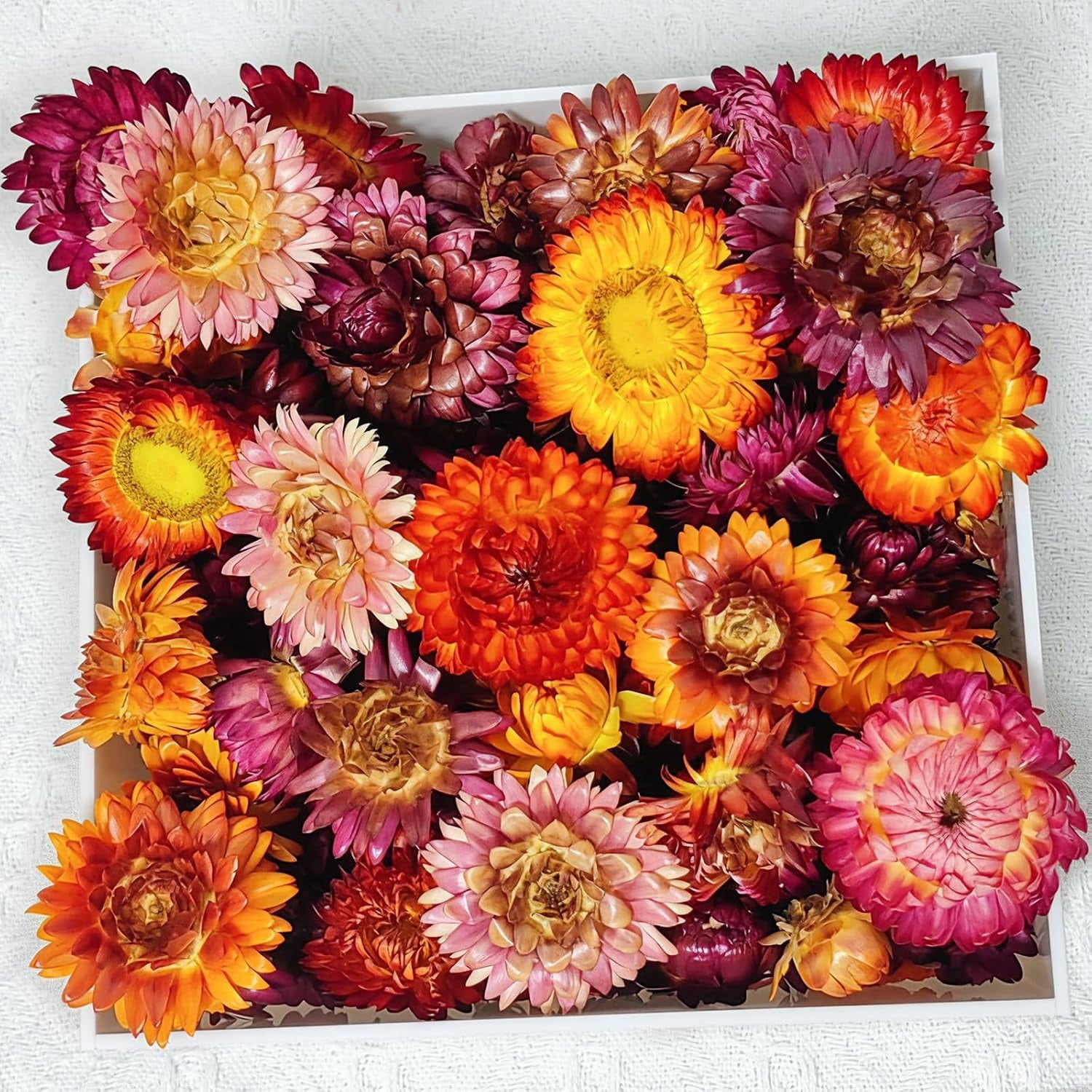100 Pcs Natural Dried Daisy Flowers Heads,Bulk Real Gerbera Daisies ...