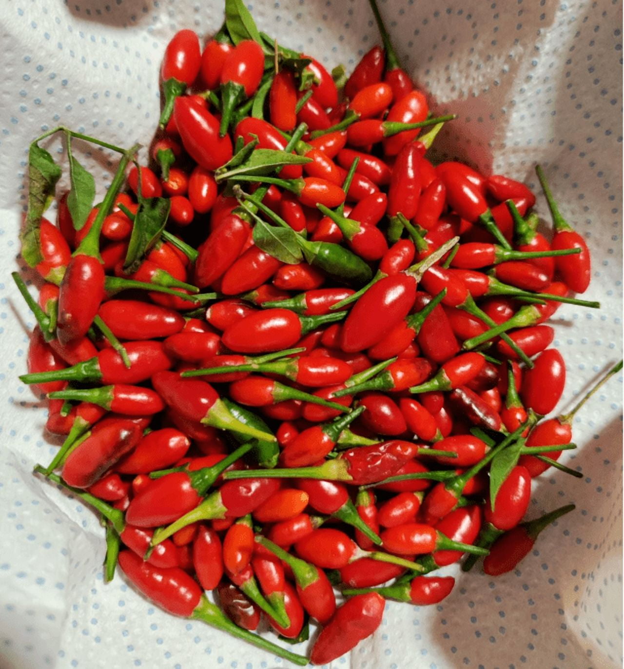 100 Pequin Chili Pepper Seeds for Planting, Hot Bird Pepper Seeds Red ...