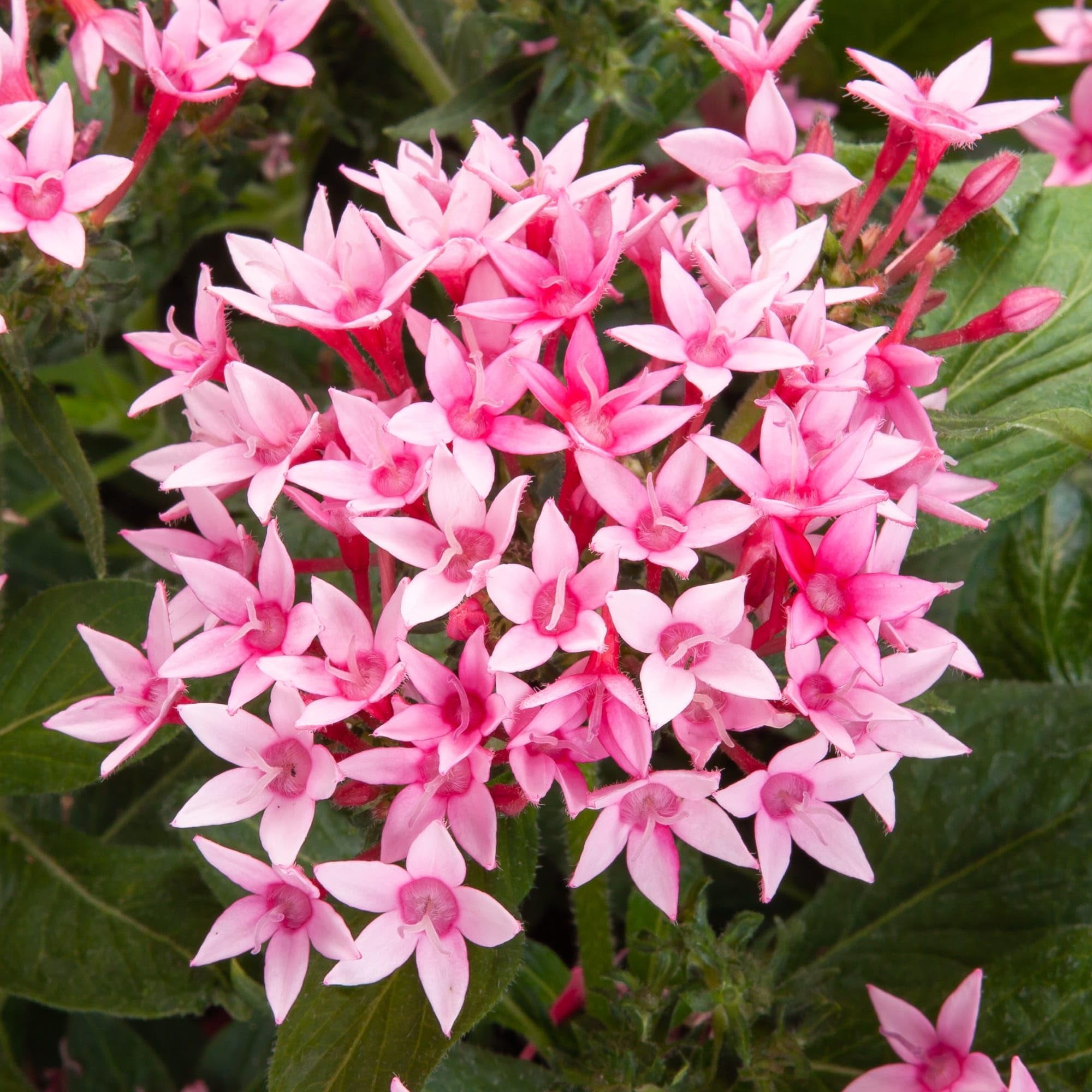 100+ Perennial Pentas FEV6 Lucky Star Seeds for Planting Outdoor-Pentas ...