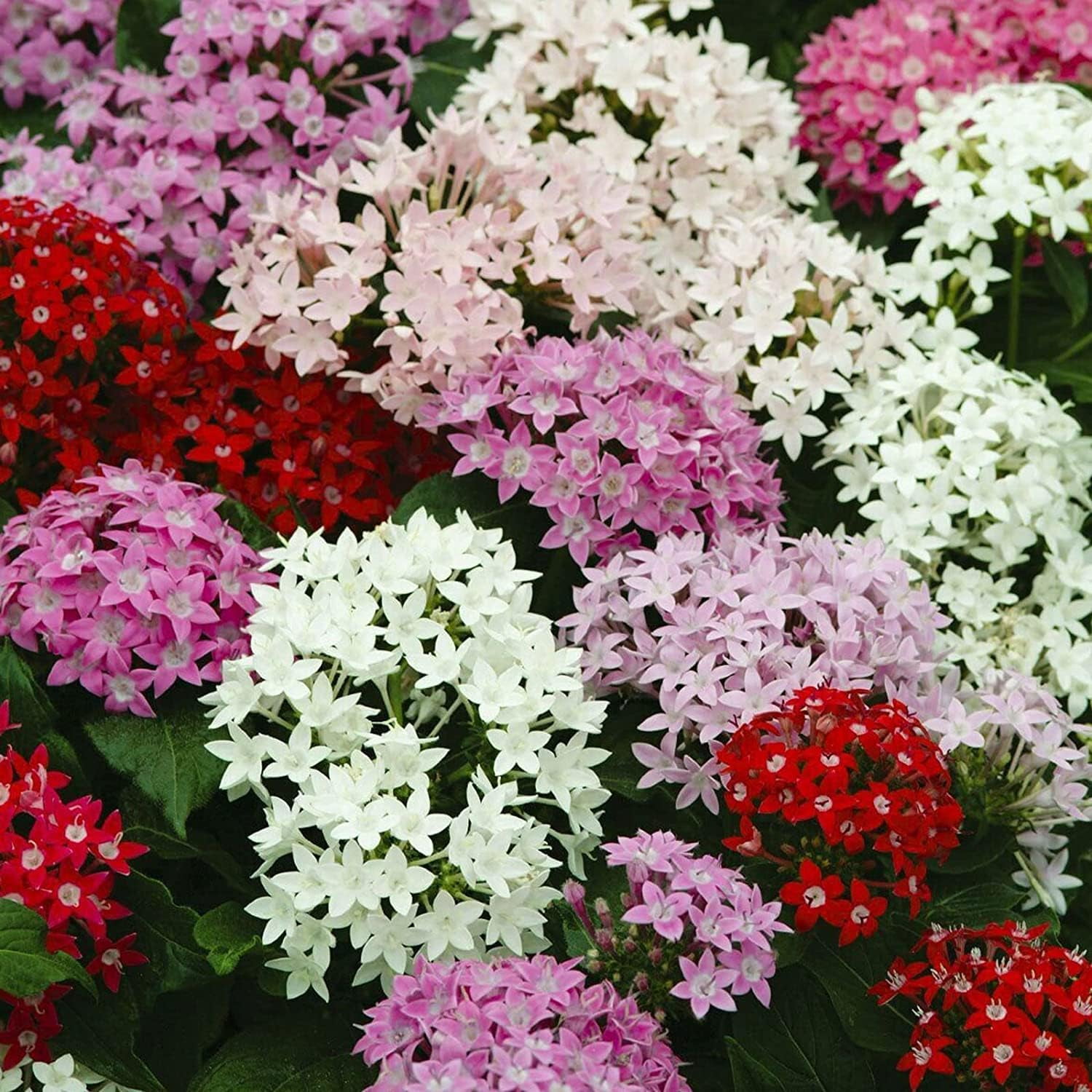 100+ Perennial Pentas TWE5 Lucky Star Seeds for Planting Outdoor-Pentas ...