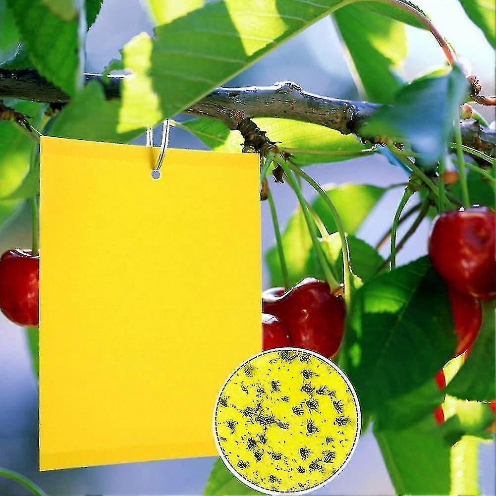 100 Pieces Yellow Double Sided Fly Trap, Double Sided Yellow Traps For ...