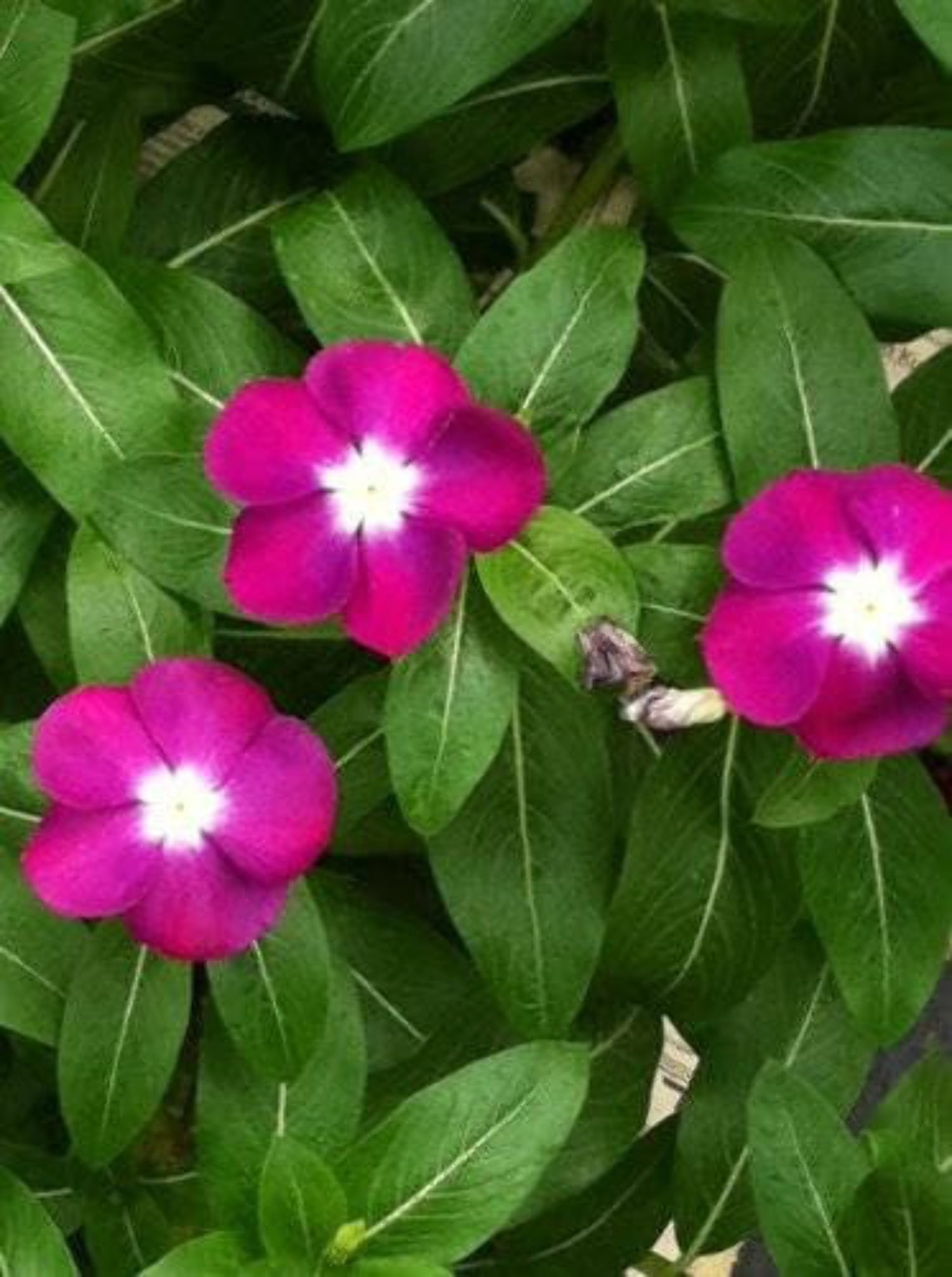 100 Pink DWARF ROSE PERIWINKLE / Vinca Rosea Flower Seeds - Walmart.com