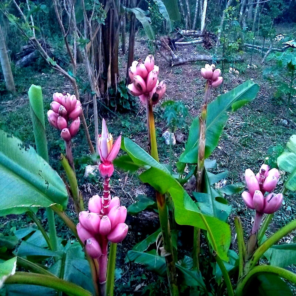 100 Pink Dwarf Banana Tree Fruit Plant Seeds Musa velu. Rare Fast Hardy ...