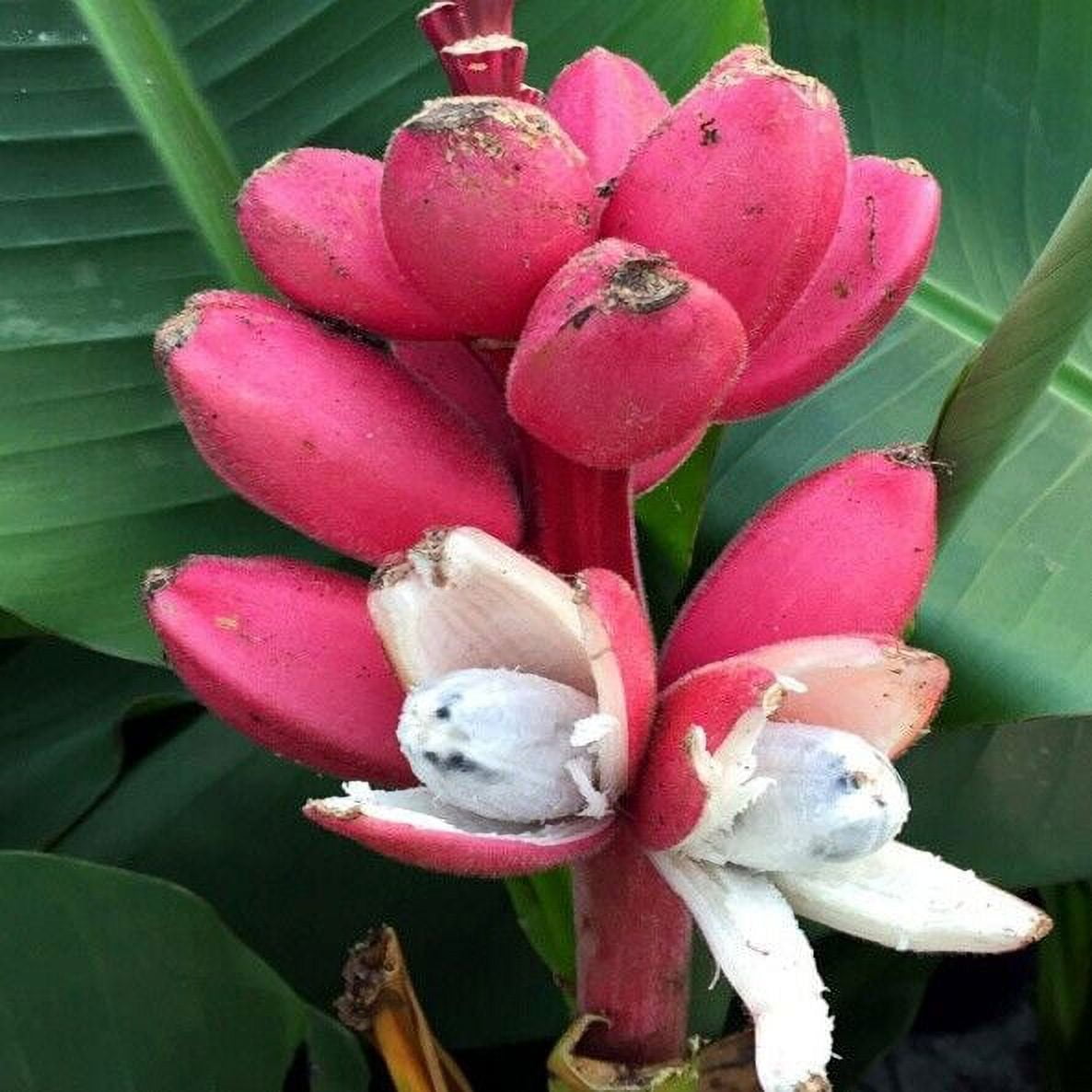 100 Pink Dwarf Banana Tree Fruit Plant Seeds Musa Velu Rare Fast Hardy Zone 7b