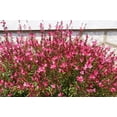 100 Pink GAURA WHIRLING BUTTERFLIES Gaura Biennis Flower Seeds ...