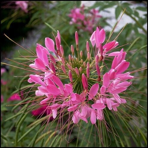 100 Pink Punch Spider Seeds Clome Spinosa Perennial 1184 US Seller ...
