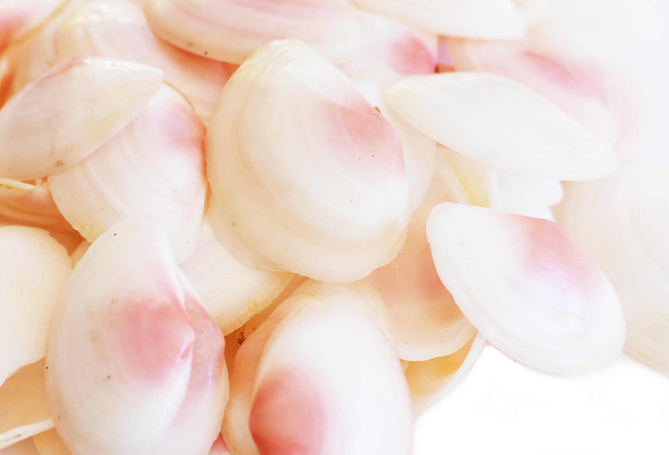 100 Pink Rose Cup Tellin Tellon Shells Seashells (1-2" / 25-50mm) Arts ...