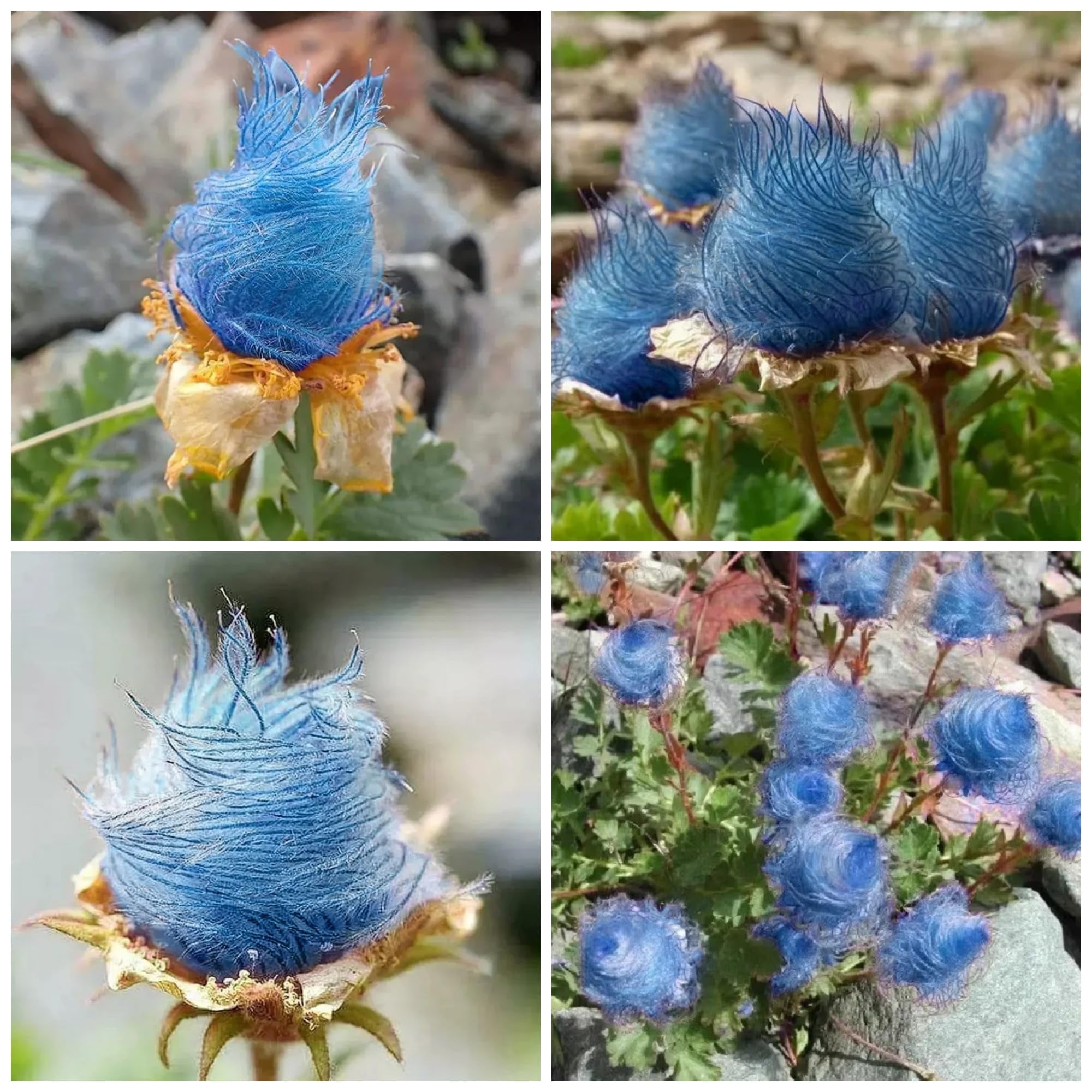 100+ Prairie Smoke Seeds for Planting Non-GMORare MHD1Geum triflorum ...