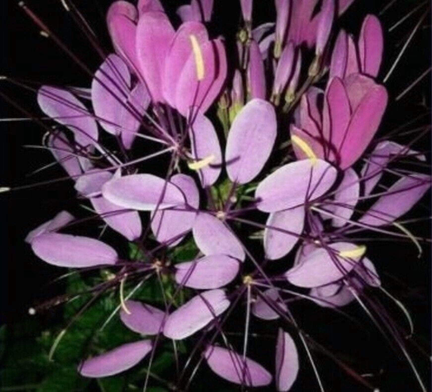 100 Purple Queen Spider Seeds Clome Spinosa Perennial 1188 US Seller ...