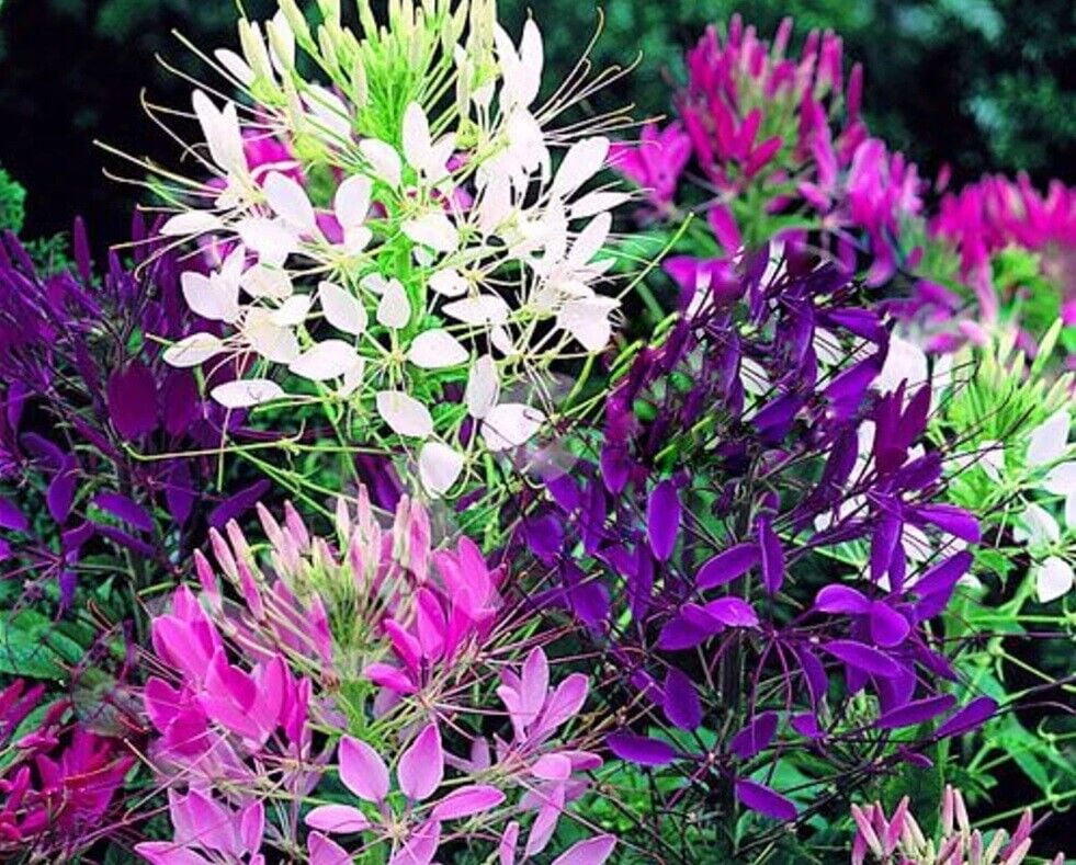 100 Queen Mix Spider Seeds Clome Spinosa Perennial 1172 US Seller ...