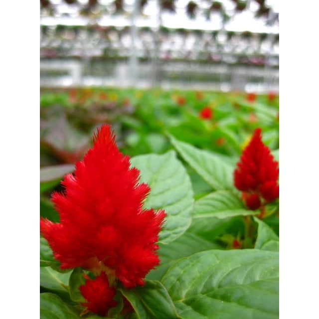 100 RED Forest Fire COCKSCOMB CELOSIA Plumosa Seeds - Walmart.com