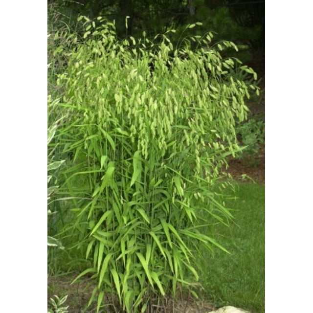 100 RIVER OATS (Northern Sea Oats / Inland Oats) Ornamental Uniola ...