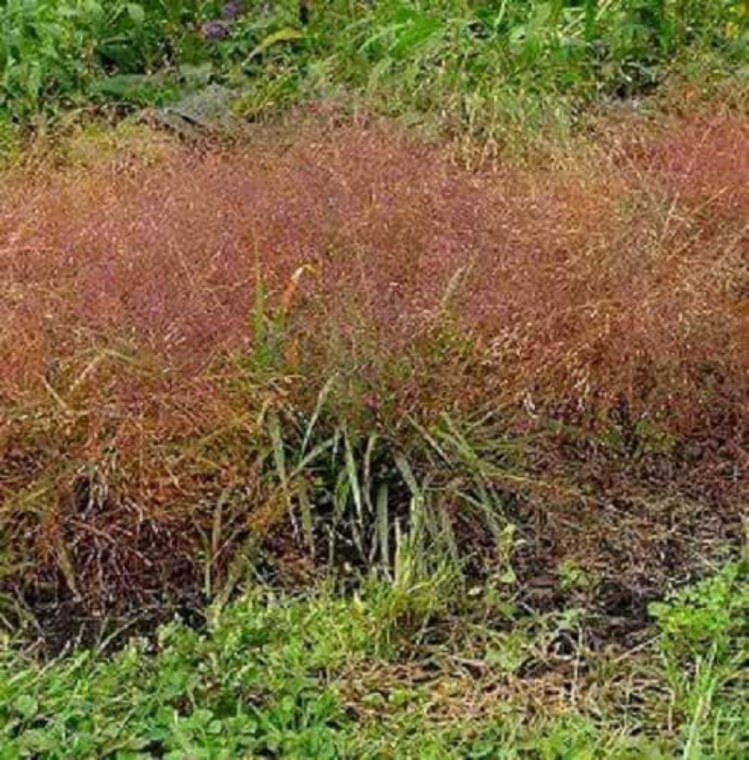 100 RUBY SILK LOVEGRASS Ornamental Love Grass Eragrostis Tef Seeds ...