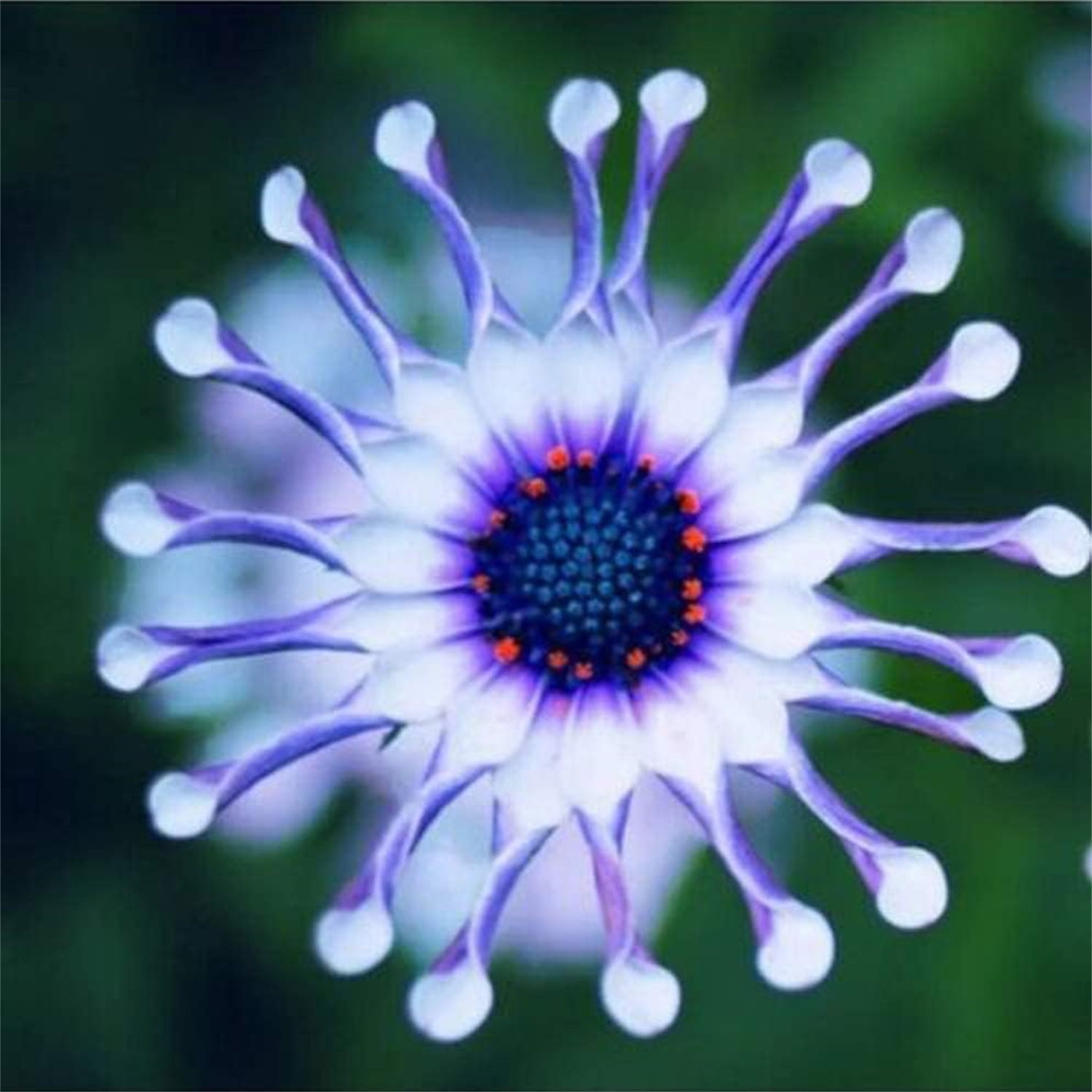 100+ Rare Blue Daisy Colorful Flowers Seeds Garden Plants - Walmart.com