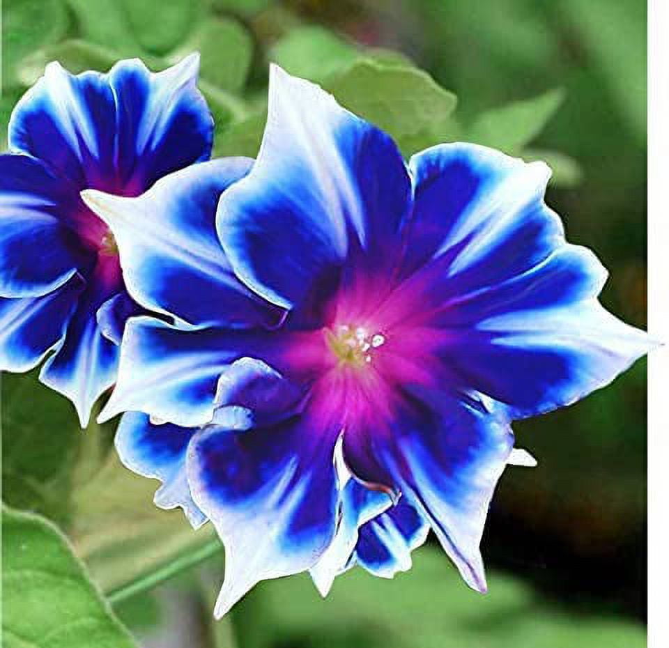 100+ Rare Blue and White Morning Glory Vine Seeds | Vibrant Blue ...