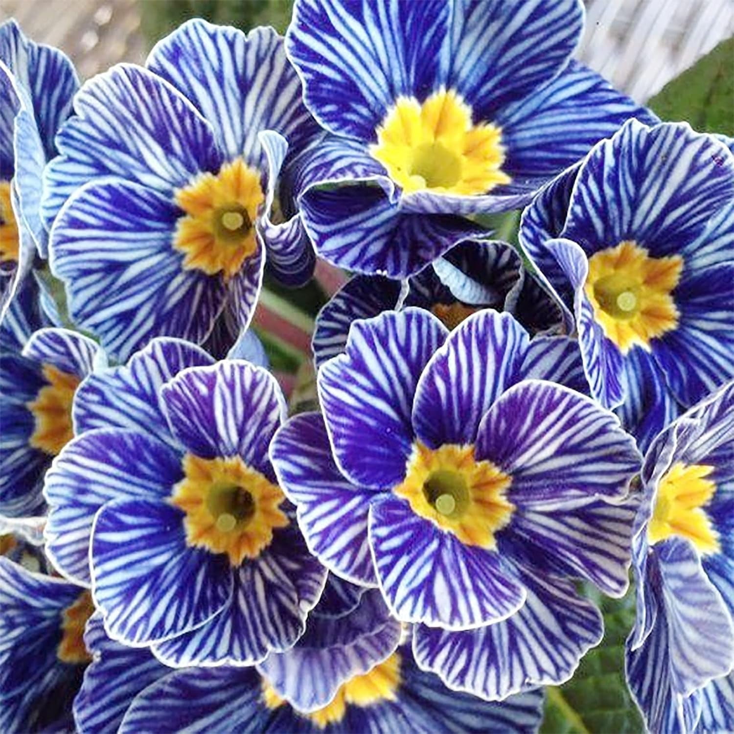 100+ Rare Evening Primrose Seeds for Planting Non-GMO Heirloom Flower Seeds Beautiful Potted ...