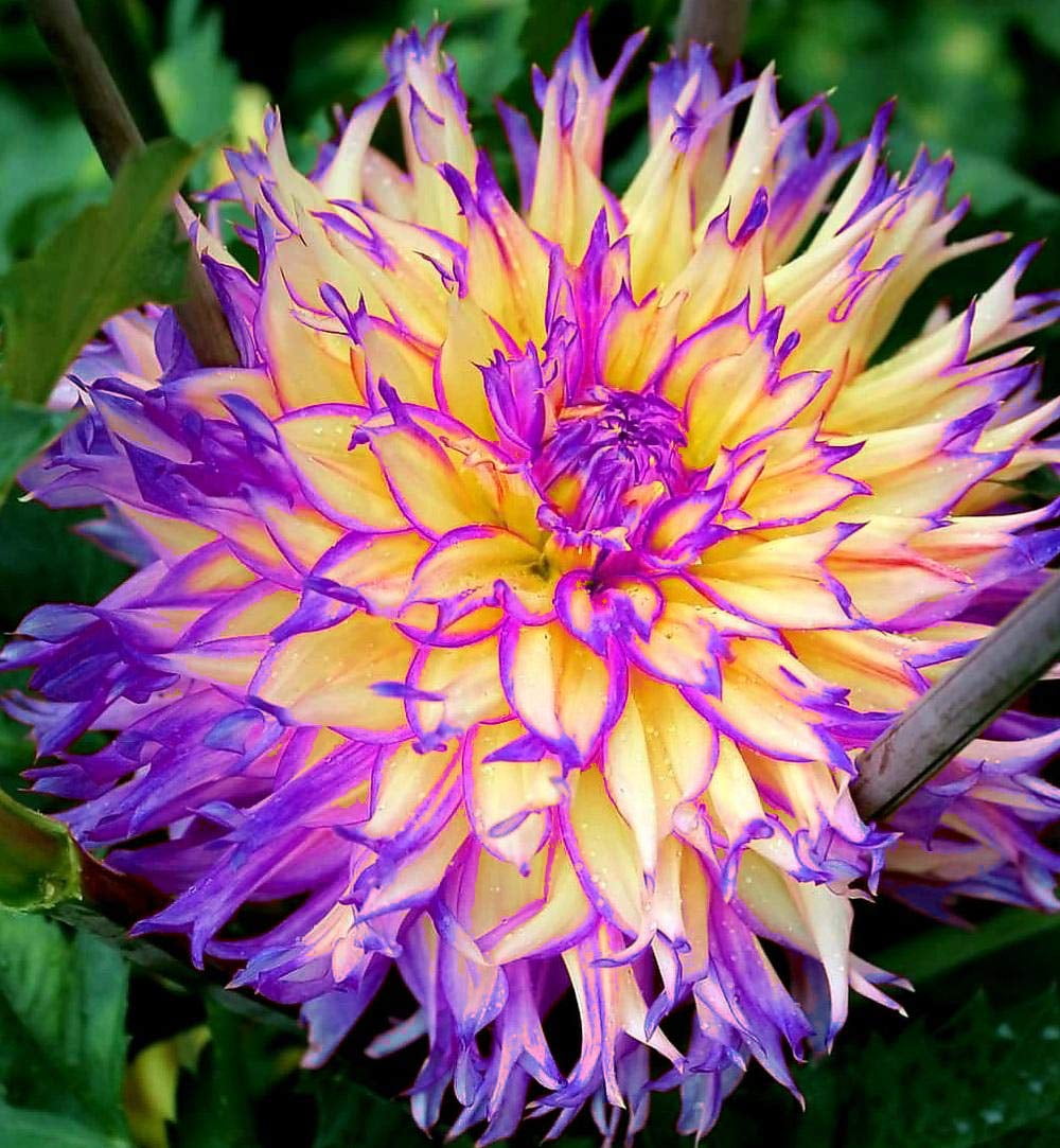 100+ Rare Mix Color Dahlia Pompon Flower H2FSDSeeds Heirloom Variabilis ...
