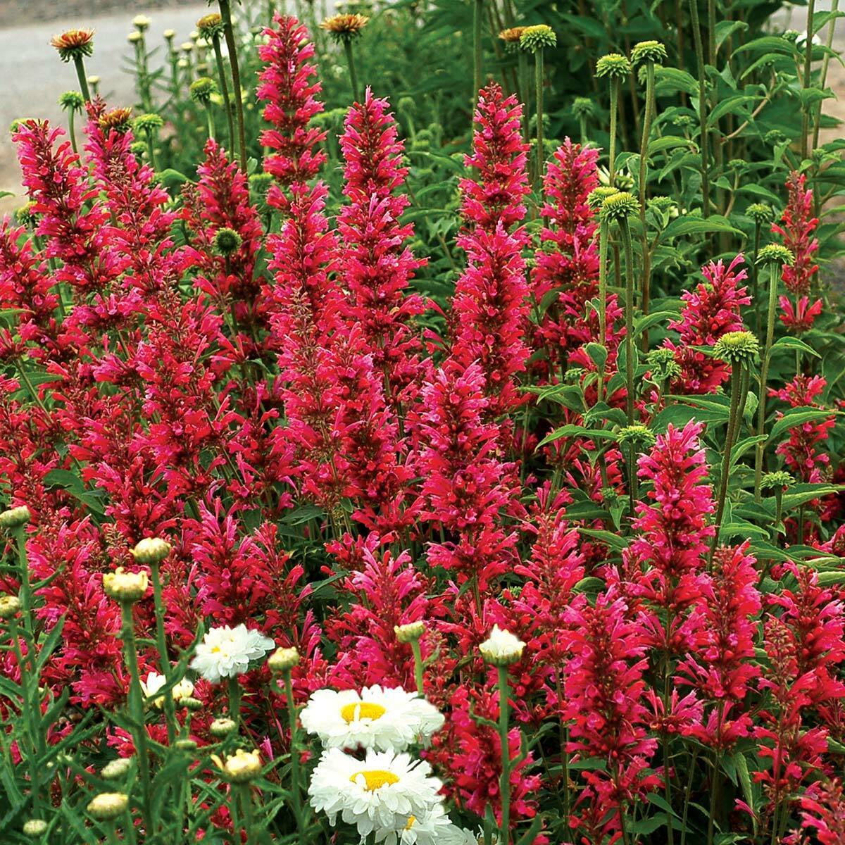 100 Raspberry Hyssop Seeds Agastache Perennial Flower Seed Flowers 242 ...