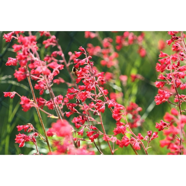 100 Red HEUCHERA SPLENDENS Coral Bell Heuchera Sanguinea Shade Flower ...