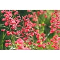 100 Red HEUCHERA SPLENDENS Coral Bell Heuchera Sanguinea Shade Flower ...