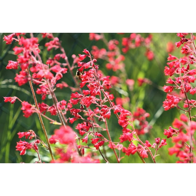 100 Red HEUCHERA SPLENDENS Coral Bell Heuchera Sanguinea Shade Flower ...