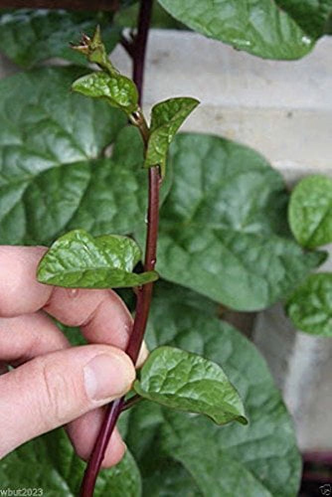 100 Red Malabar spinach Seeds [Guyanese thick leaf callaloo] fast ...
