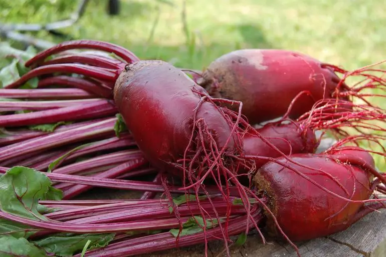 100 Red Mammoth Fodder Beet Seeds- HUGE - Up to 20lb per Heirloom Beet ...