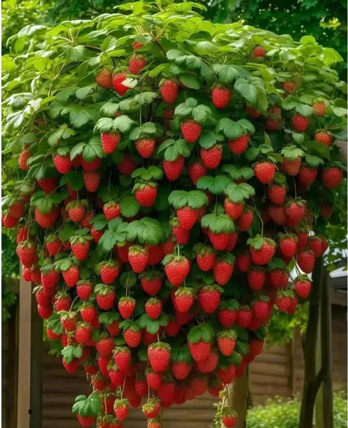 CZ Grain Red Strawberry Seeds for Growing, 100 Everbearing Garden Seeds ...
