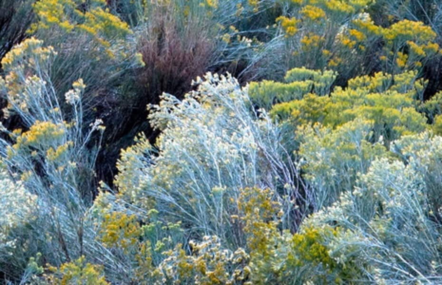 CZ Grain 100 Rubber Rabbitbrush Plant Seeds, Hardy Perennial Stunning ...