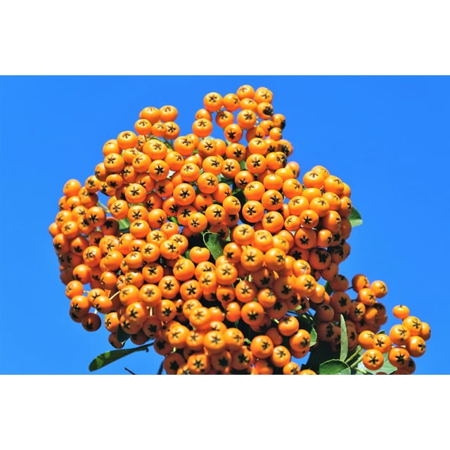 100 SEABERRY Sea Buckthorn Elaeagnus Hippophae Rhamnoides Orange Berry ...