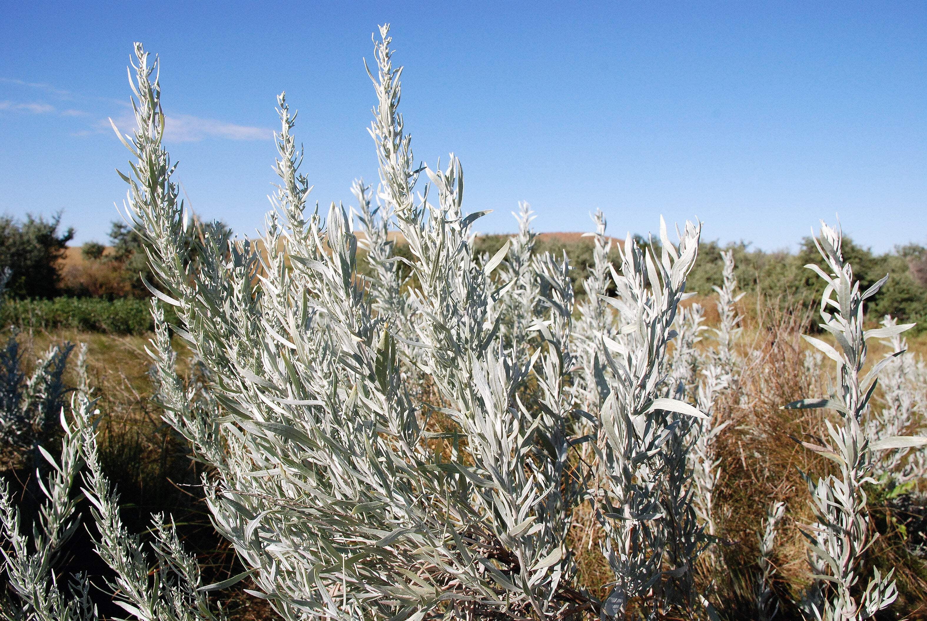 100 SILVER SAGEBRUSH Artemisia Cana Dwarf Sagebrush Silver Wormwood ...