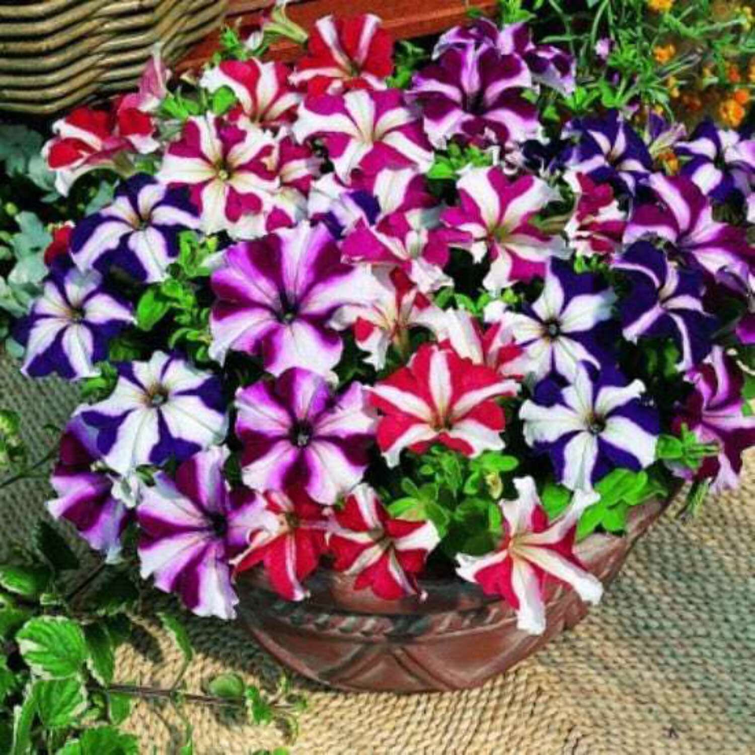 100 Star Mix Petunia Seeds, Mixed Colors - Red, Blue, Purple - Petunia ...