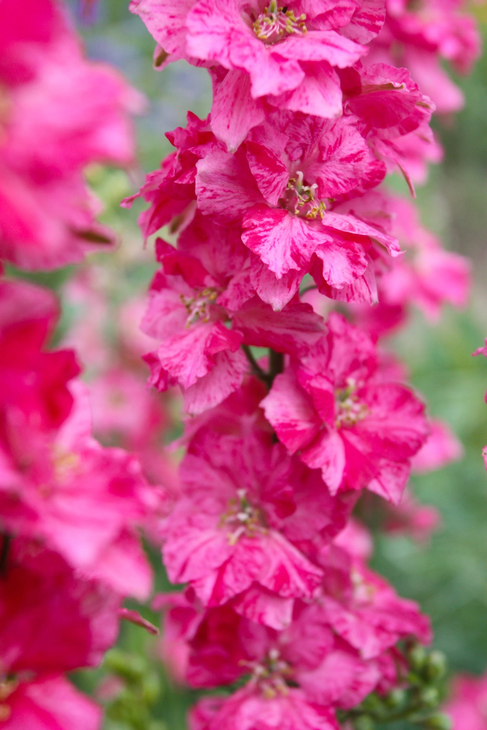 100 SUBLIME PINK LARKSPUR Consolida Ambigua Ajacis Delphinium Bright ...