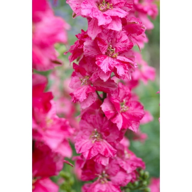 100 SUBLIME PINK LARKSPUR Consolida Ambigua Ajacis Delphinium Bright ...