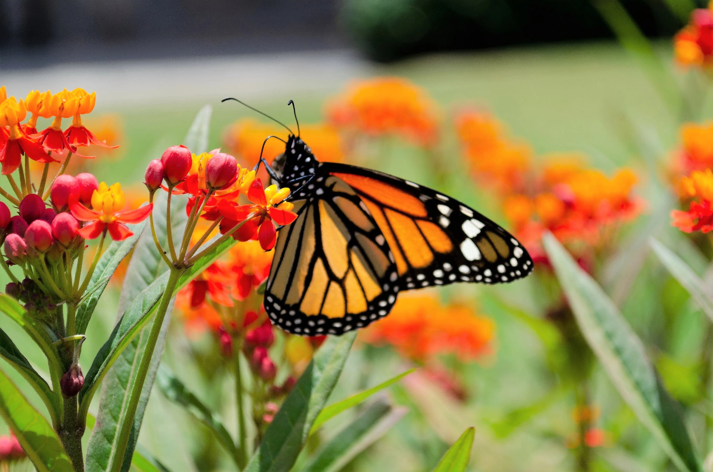 100 SUNSET MILKWEED Asclepias Curassavica Scarlet Blood Flower Red ...