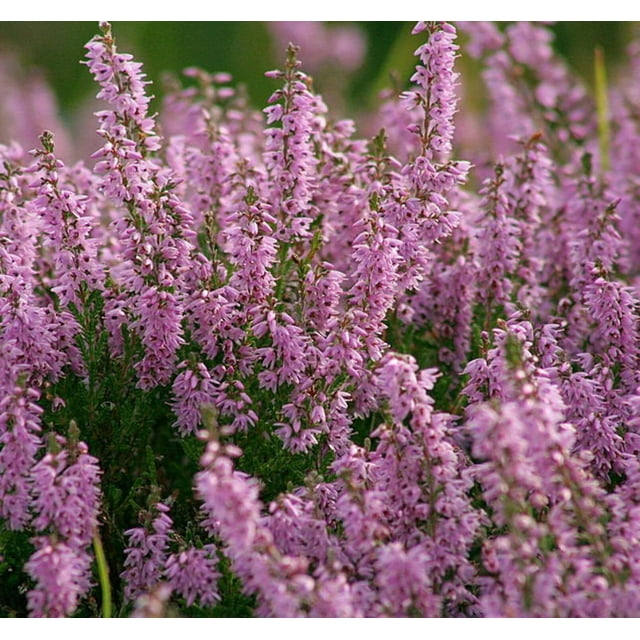 100 Scotch TRUE HEATHER Shrub Scot's Purple Pink Flower Calluna ...